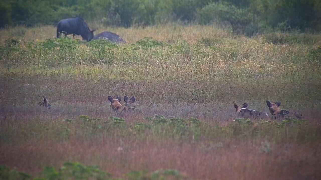 Wild Dogs Stalking Wildebeest - YouTube