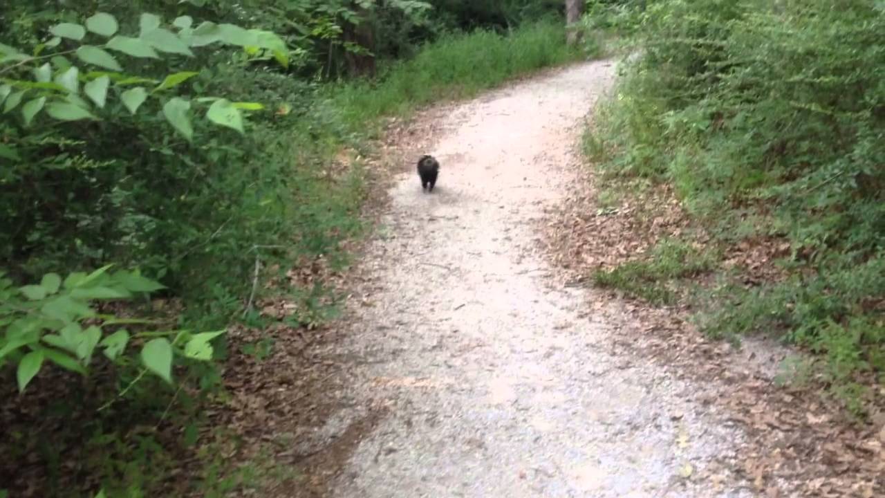 Skunk encounter on a walk. - YouTube