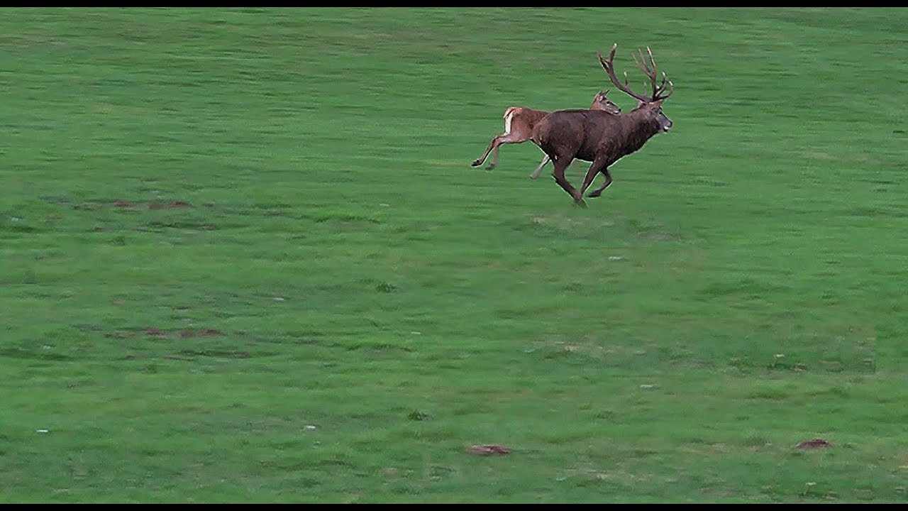 charging bull stag - YouTube