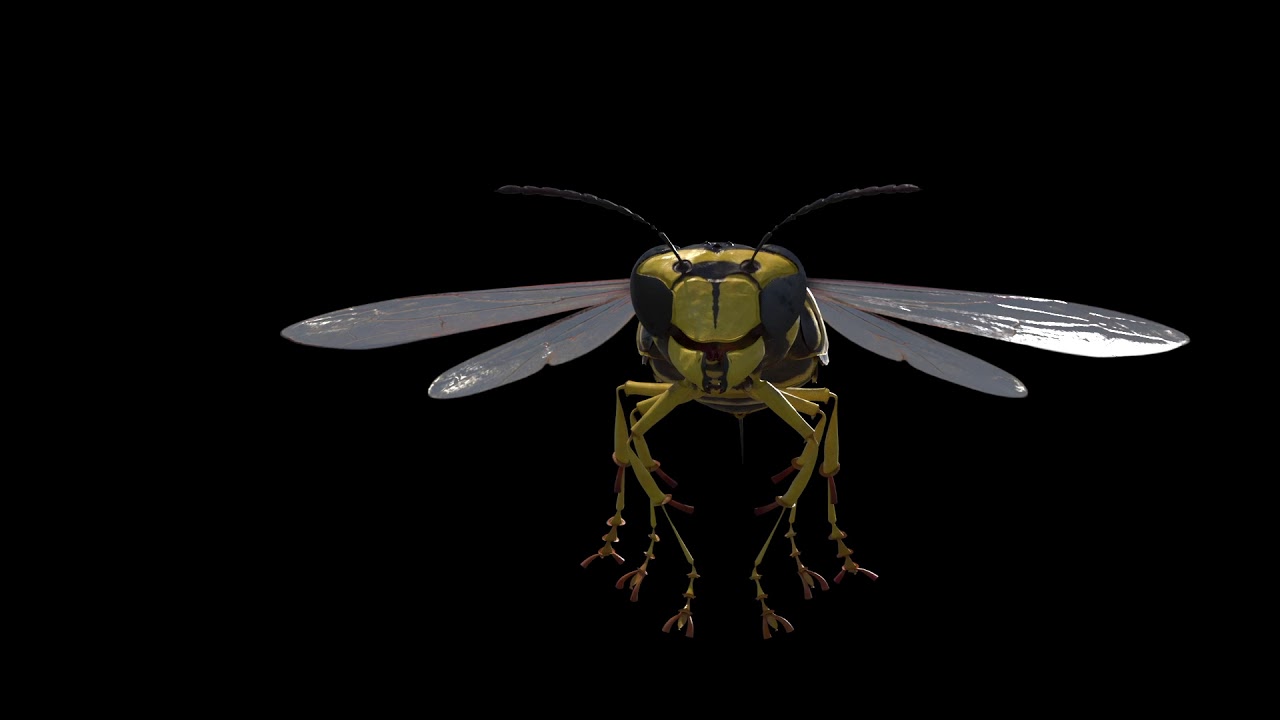 Free Footage Cinema 4D Wasp Animation - YouTube