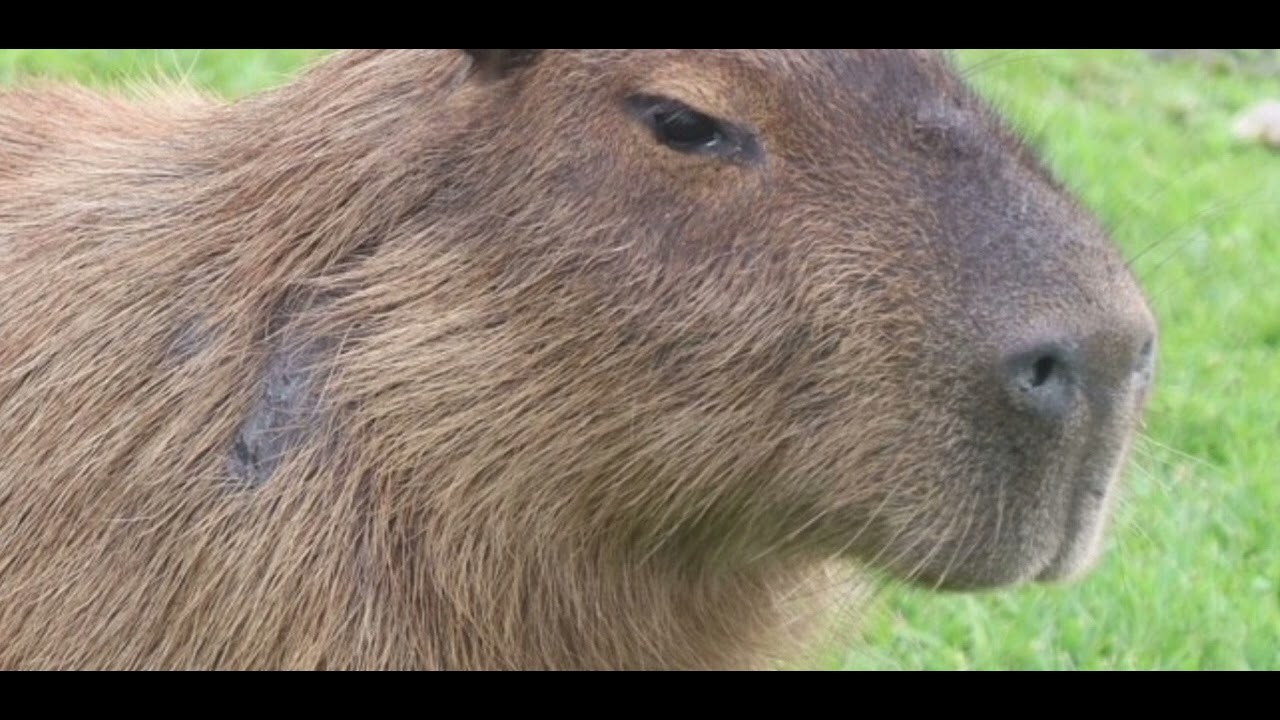 카피바라의 타오헬 노래 감성 리믹스 해주세요! (capybara tower of the hell song sensibility ...