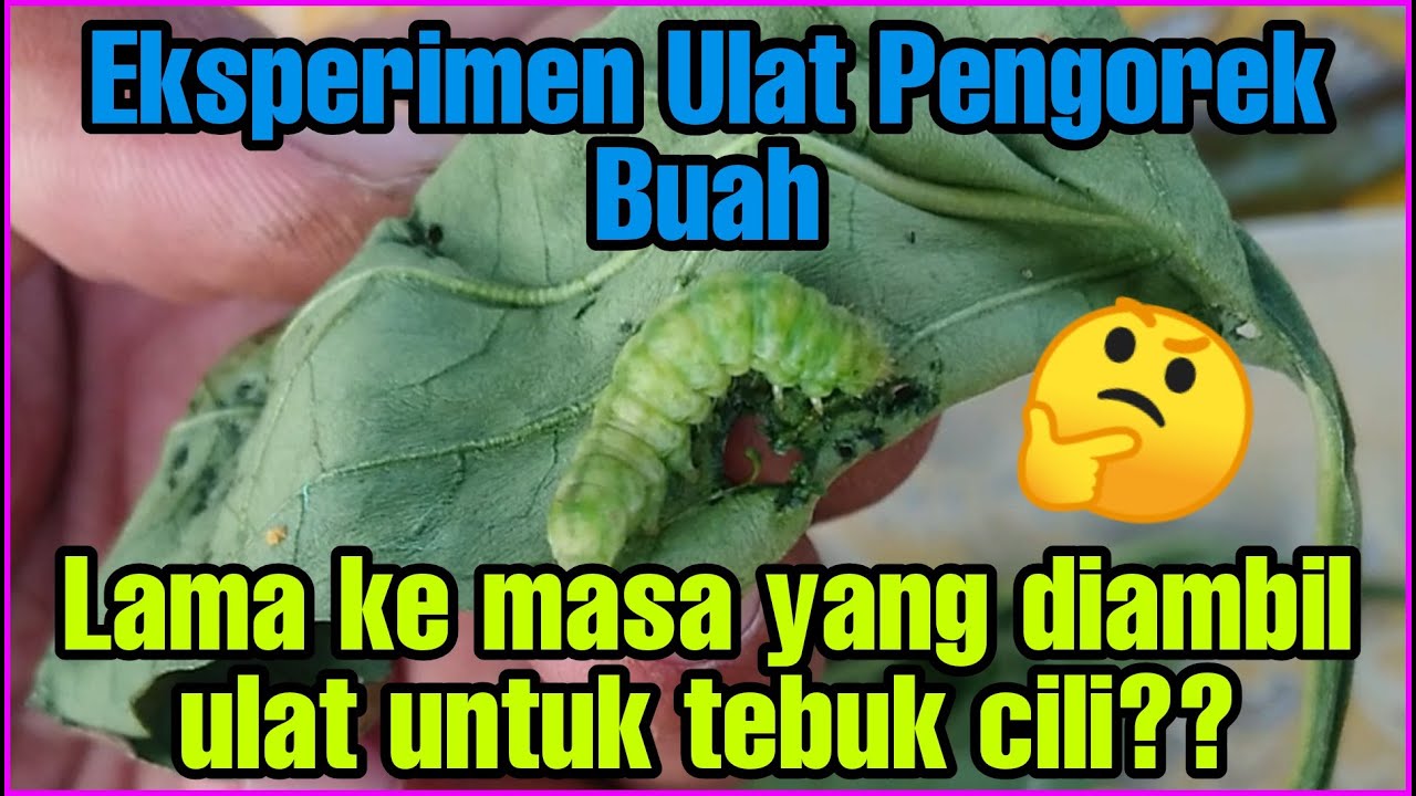 Eksperimen Ulat Pengorek Buah: Lama ke masa yang diambil ulat tebuk ...