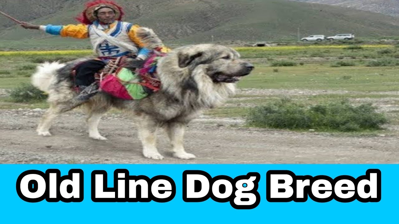 different colour #bhotia_dog Bhotiya dog barking uttarakhand wale - YouTube