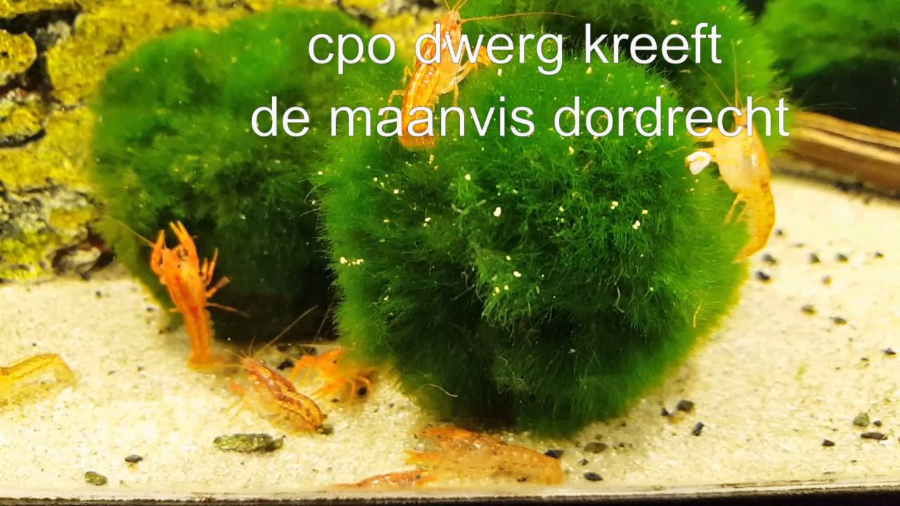 cpo dwerg kreeft - YouTube