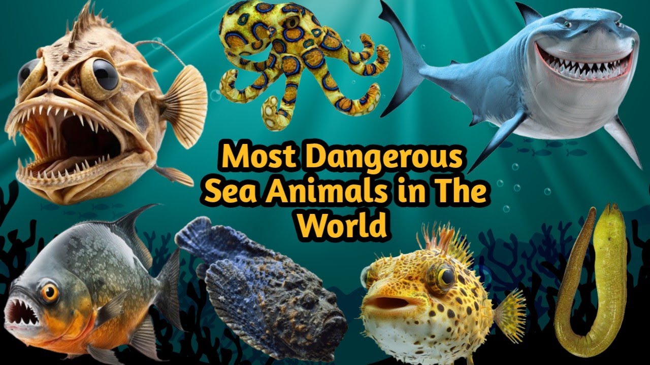 10 Most Dangerous Sea Animals Name for kids | Most Dangerous sea ...