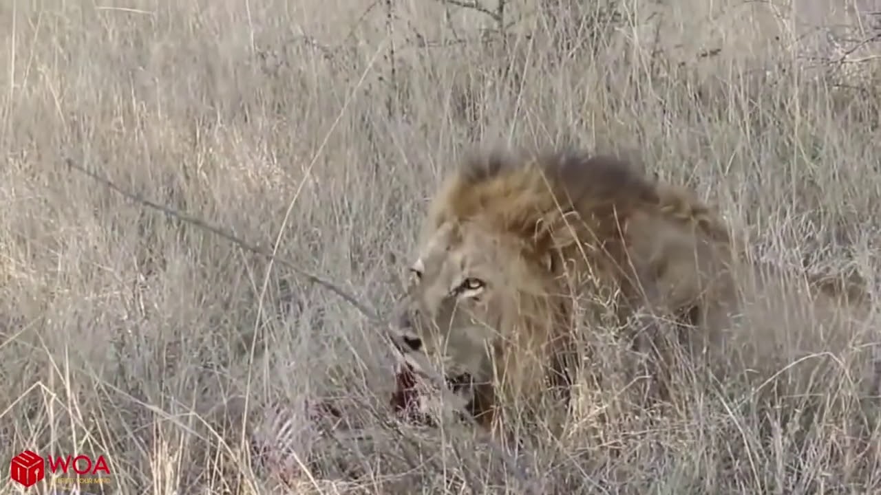 Lions failed to steal prey from cheetah python vs mongoose, lion vs ...