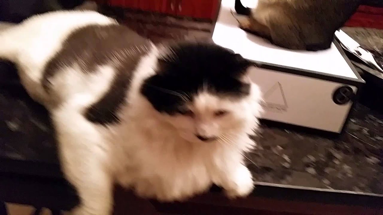 1 cat, 2 cats, 3 cats! - YouTube