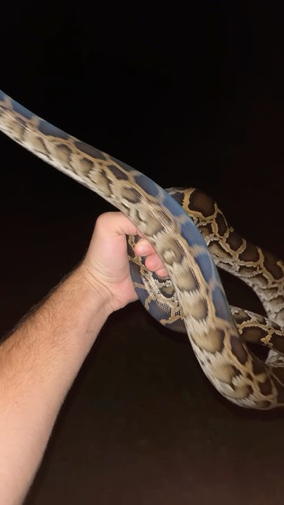 Florida Burmese Python Pulled Out Of The Swamp #burmesepython # ...