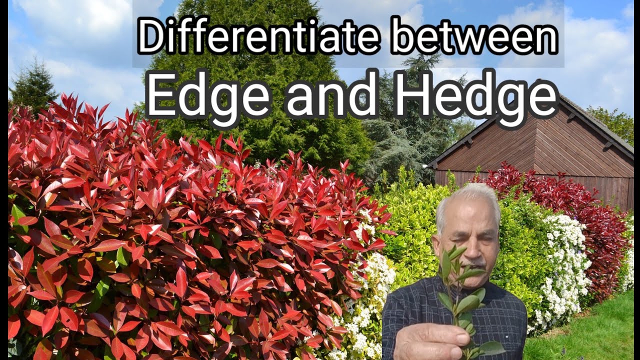 एज और हेज के बीच अंतर || difference between Edge and Hedge plant - YouTube