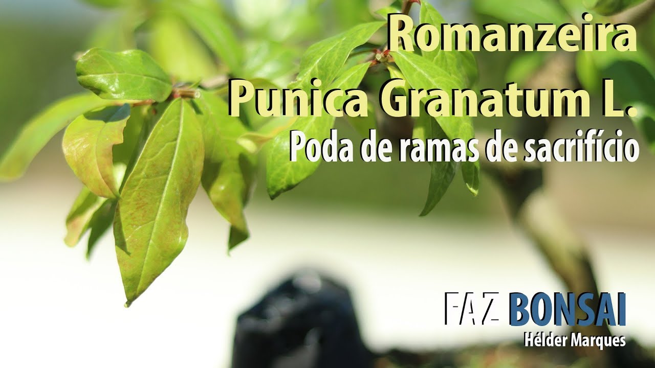 Romanzeira (Punica Granatum L.) - Poda de ramas de Sacrifício - YouTube