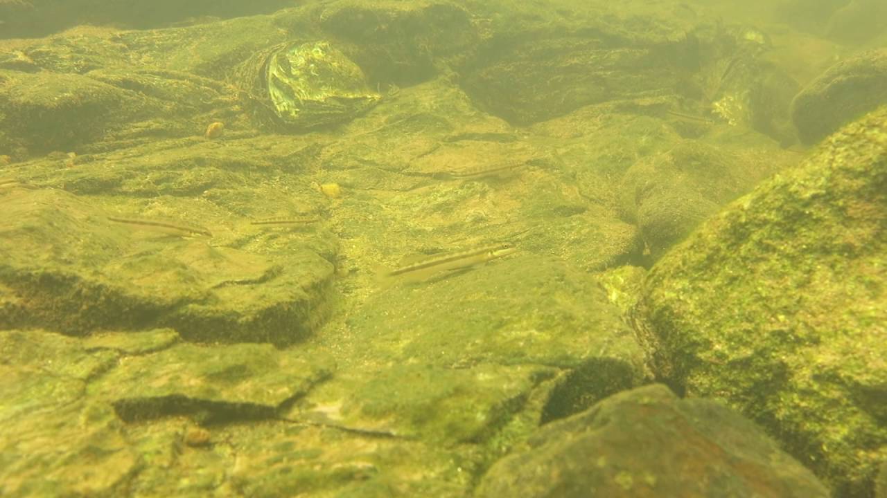 Gobiocichla ethelwynnae (Cross River, Mamfé, Cameroon) - YouTube