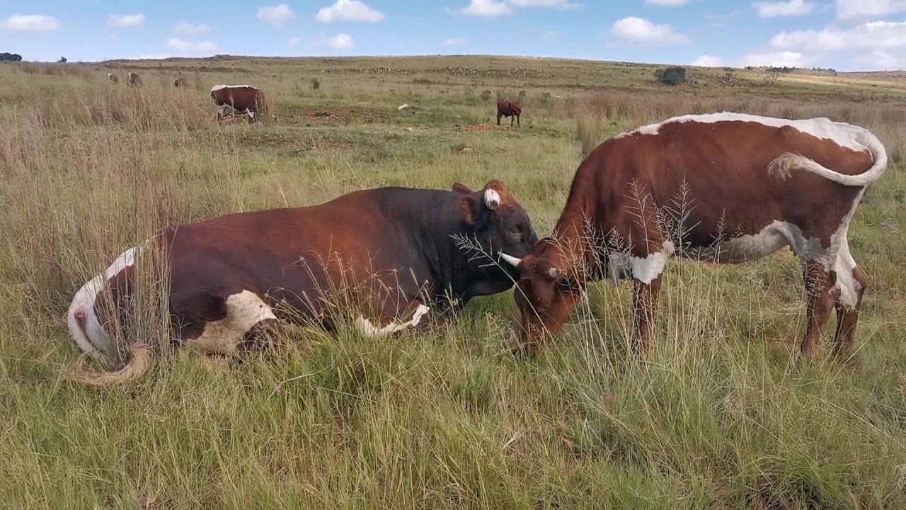 Pinzgauer cattle South Africa - YouTube