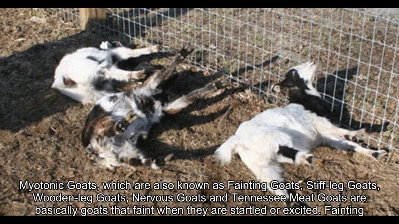 Funny Facts About Fainting Goats - YouTube