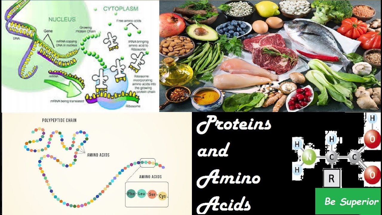 Introduction to Proteins and Structure of Amino acids: Biological ...