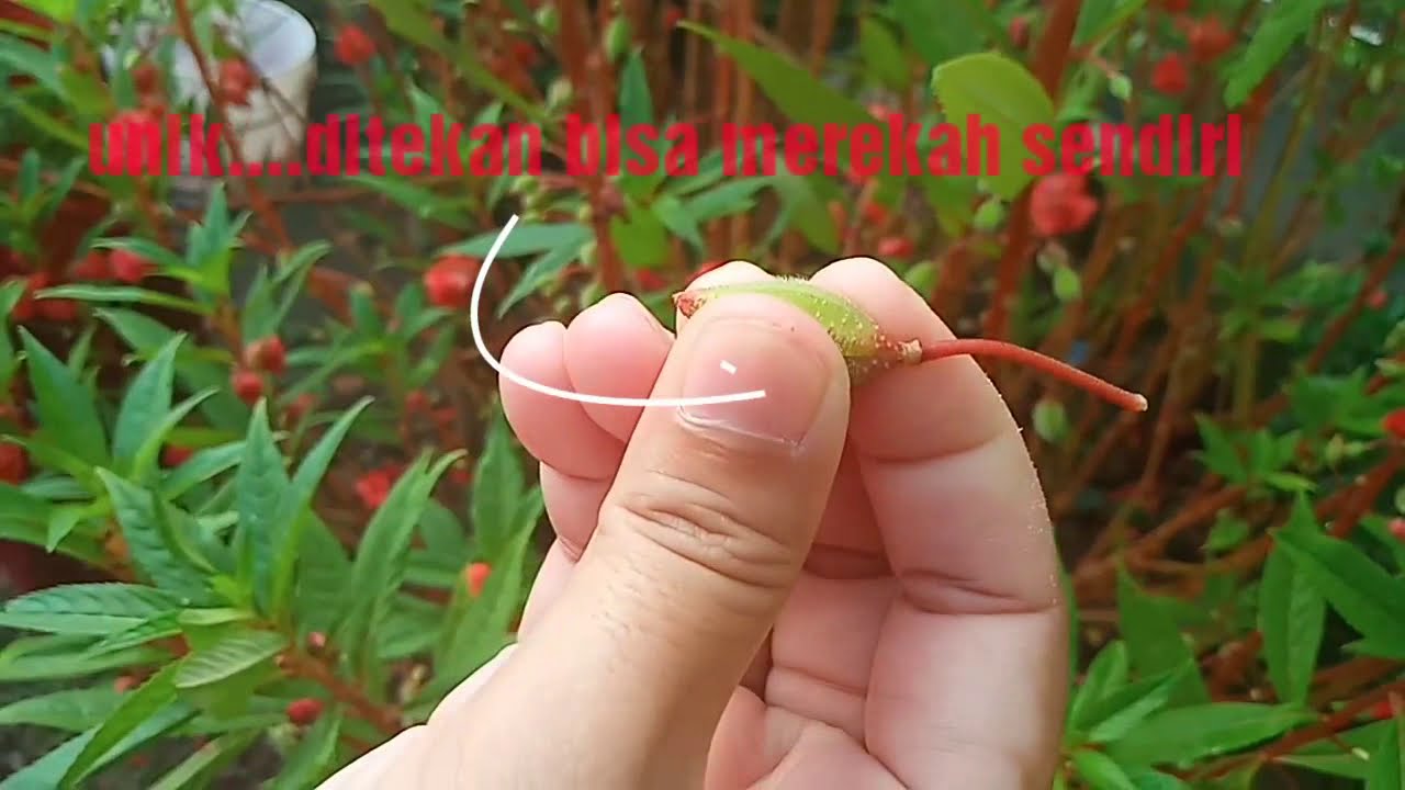 Unik - Bunga pacar air bijinya bisa berkembang sendiri - YouTube