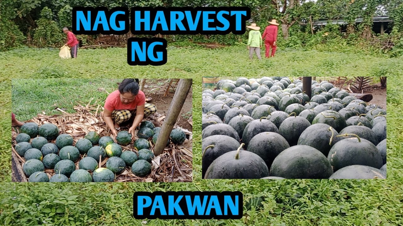 Unang harvest ng pakwan ngayong 2024 | Nag harvest na kami ng pakwan ...