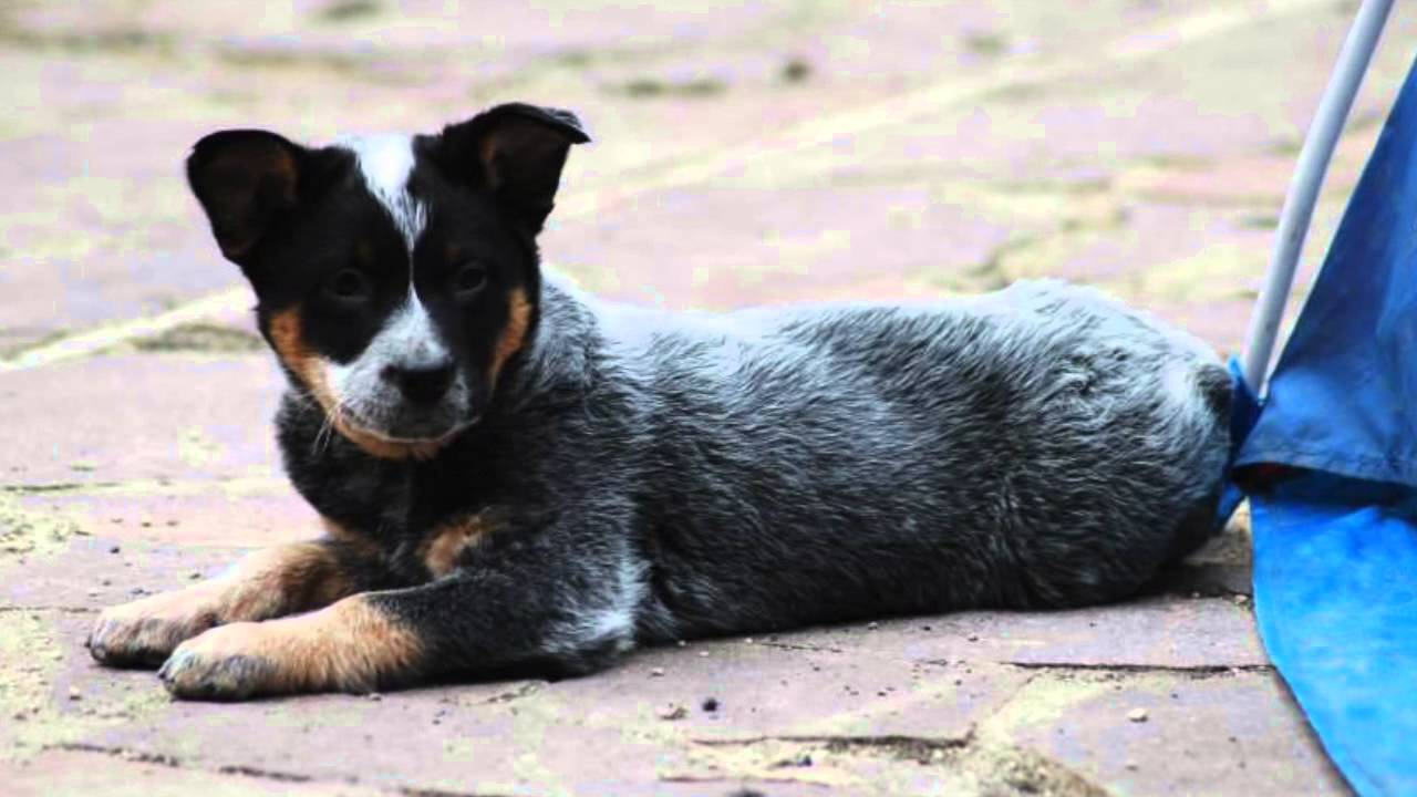 Happy Birthday B Puppies - YouTube