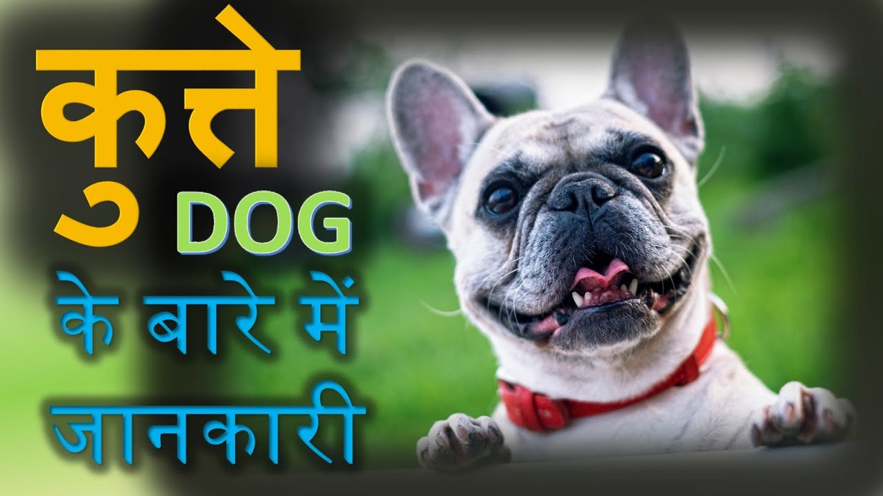 कुत्ते के बारे में जानकारी हिन्दी में 🐕‍🦺| Information About #Dog in ...