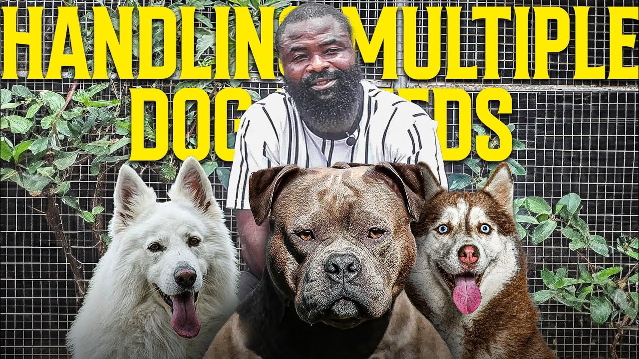My Dog Breeding Experience With Multiple Dog Breeds - YouTube