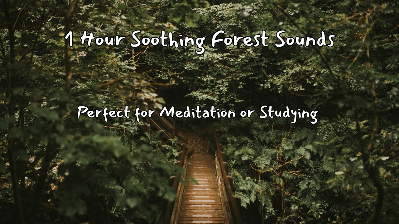1 Hour Soothing Forest Sounds | Perfect for Meditation or Studying ...