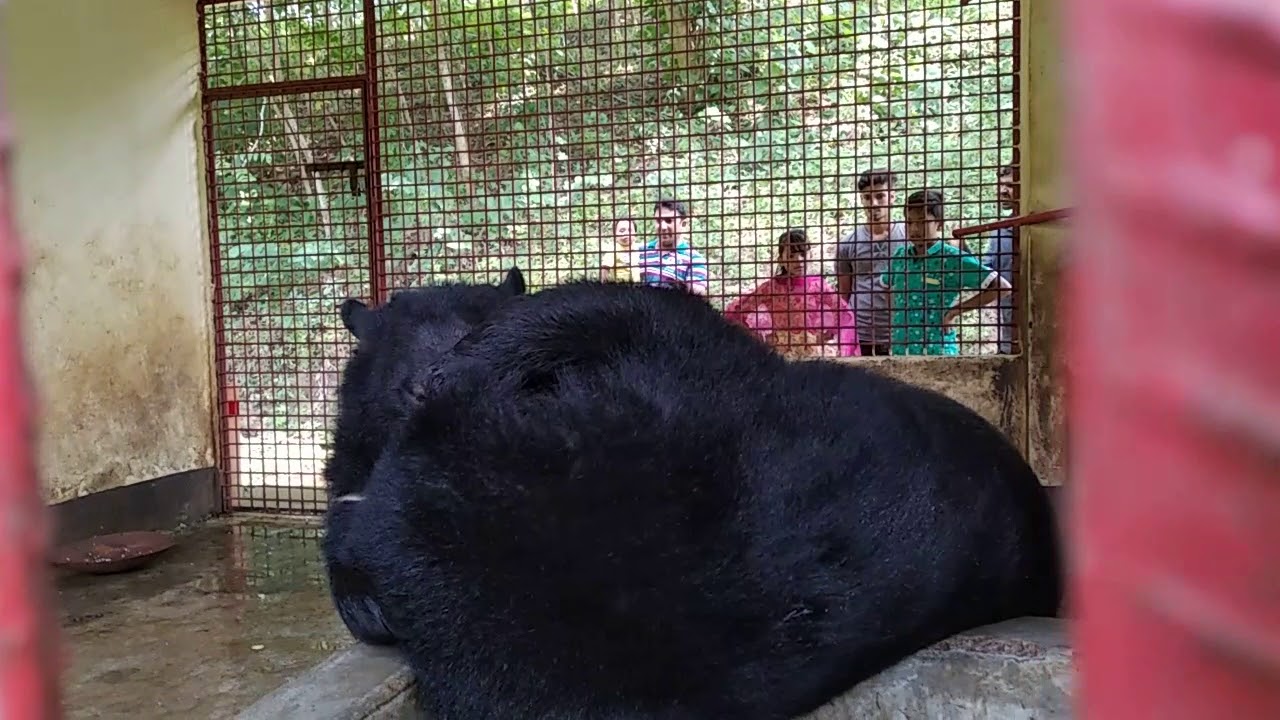 inhuman activities in Safari parks in Bd - YouTube