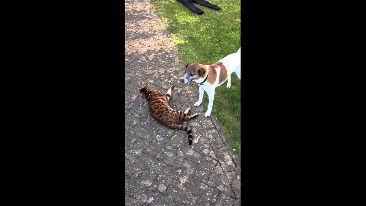 Fight Between a Leopard and a Wolf. Amazing Footage!! - YouTube