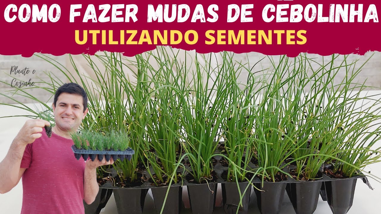 COMO GERMINAR AS SEMENTES DE CEBOLINHA E FAZER MUDAS PERFEITAS PARA ...