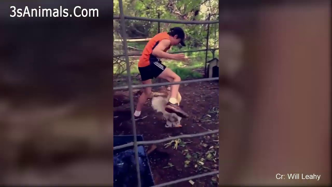 Funny Roosters Chasing Kids🐔🐓🐔 Funniest Animals Videos Compilation 2018 ...