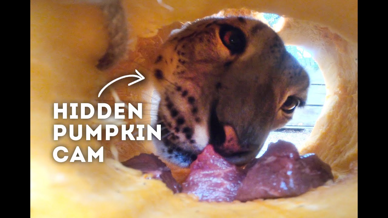 Hidden Animal Pumpkin Cam! | World Of Animals - YouTube