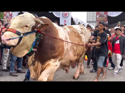 SAPI TERBESAR JUARA 1 MEGA BINTANG, Kontes KEMAYORAN🔥
