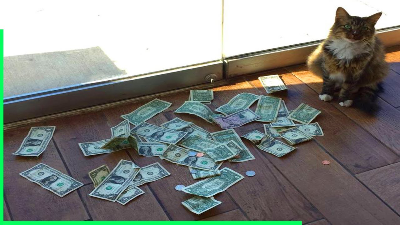 This cat brought his owner a lot of MONEY every day \ The man installed ...