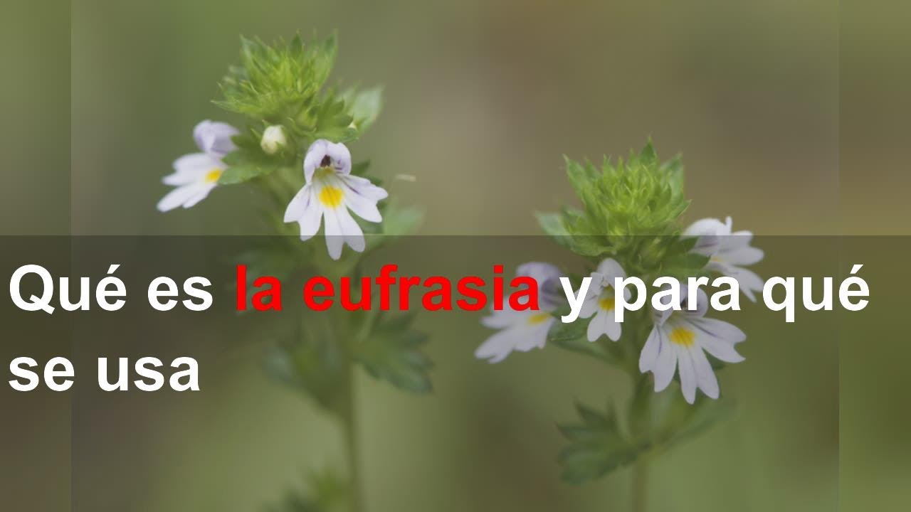 Qué es la eufrasia y para qué se usa - YouTube