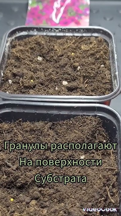 Как правильно посеять петунию Тайдал Вейв Youtube