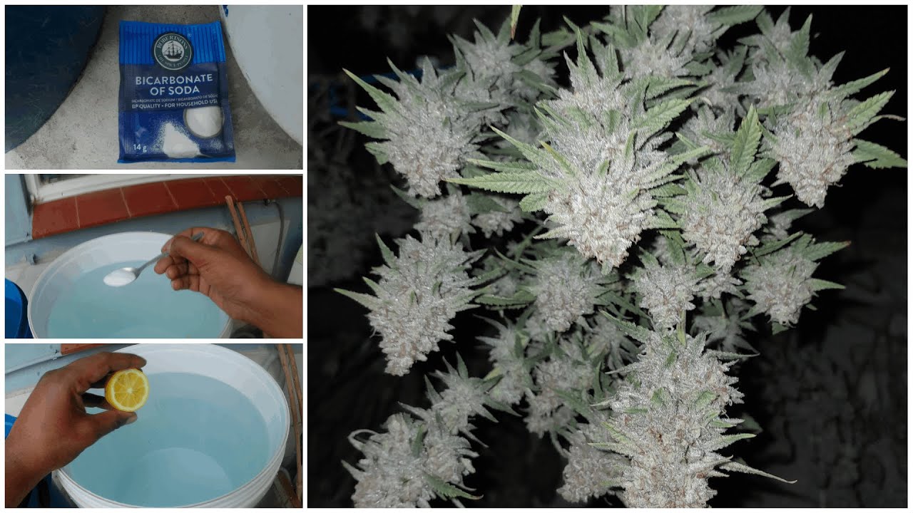 How to Bud Wash Cannabis - YouTube