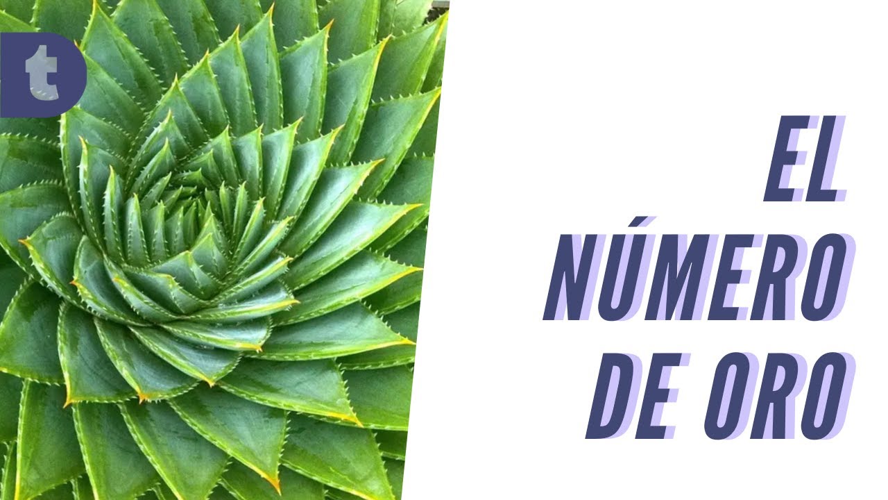 Proporción Áurea - El Número de Oro en el Arte - YouTube