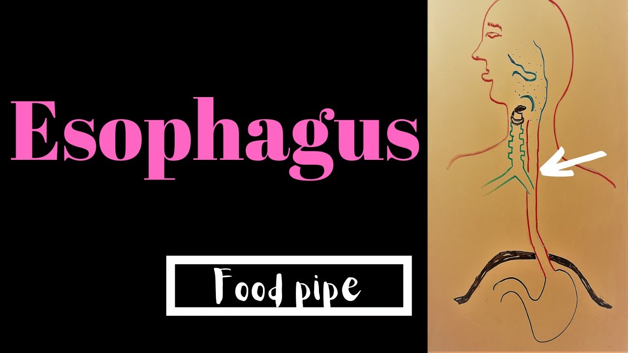 Esophagus | Gullet | Food pipe - YouTube