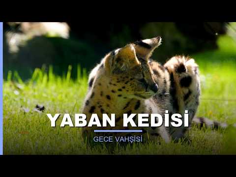 Yaban Kedisi Hakkında Şaşırtıcı Gerçekler