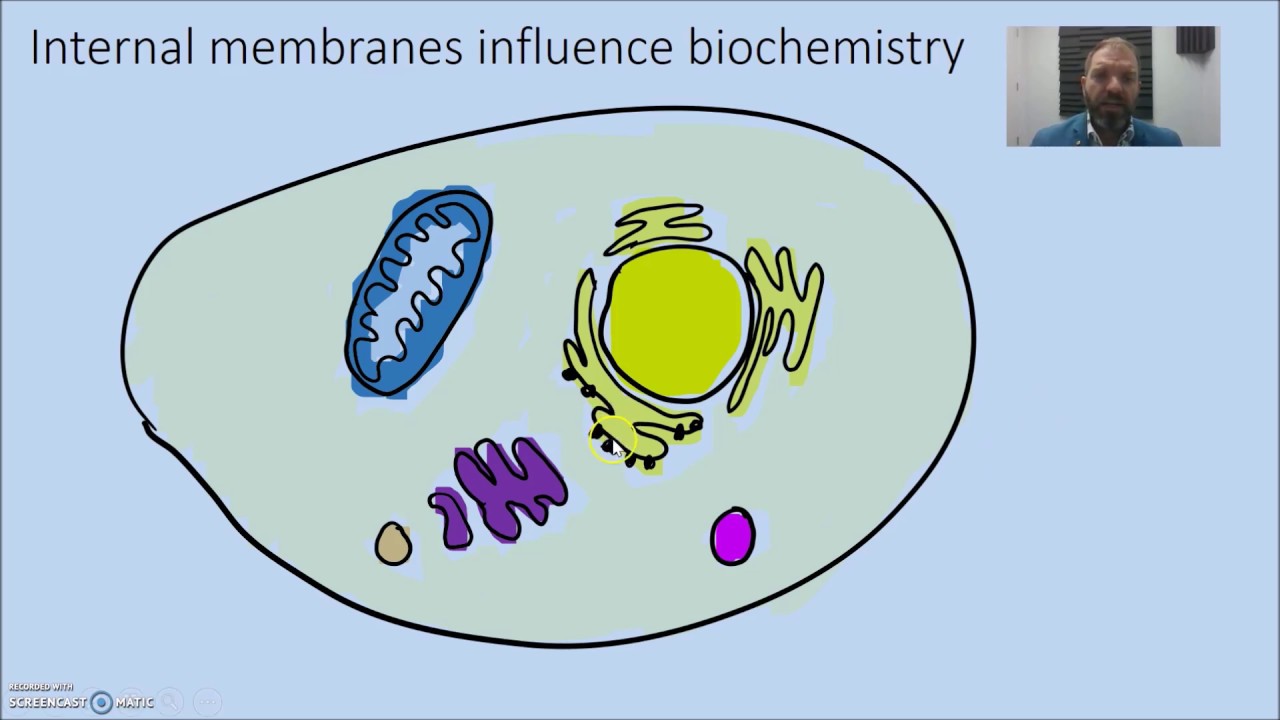 Cell Metabolism and Internal Membranes - YouTube