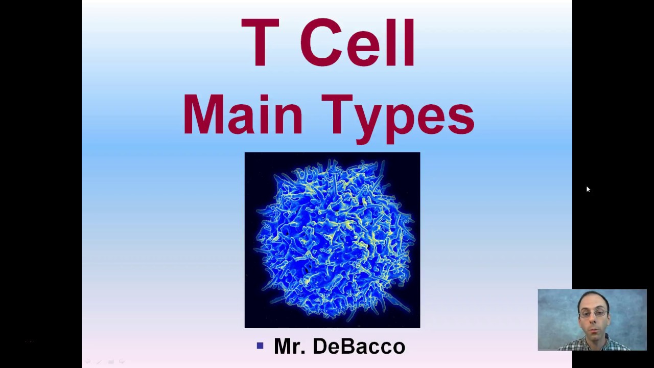 T Cell Main Types - YouTube