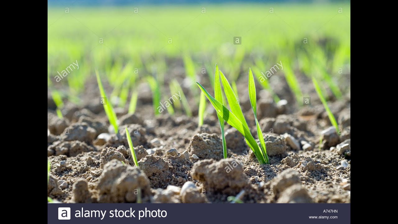 SUIVI DU SEMI DE SEIGLE DANS LA SERRE ET TOUR DU POTAGER MI OCTOBRE ...