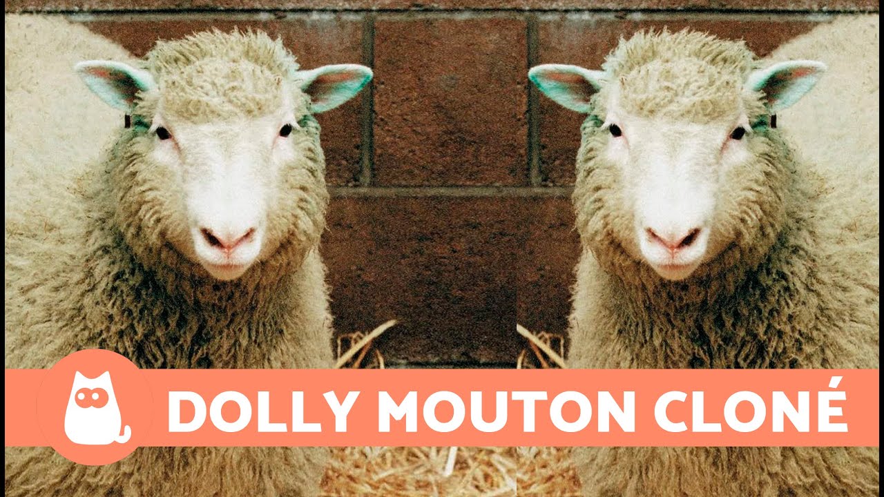 DOLLY, la BREBIS CLONÉE 🐑🧪 La VRAIE HISTOIRE de la BREBIS CLONÉE - YouTube