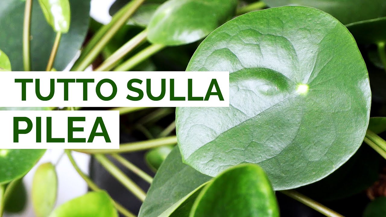 Tutto sulla PILEA | Cura, coltivazione e propagazione - YouTube
