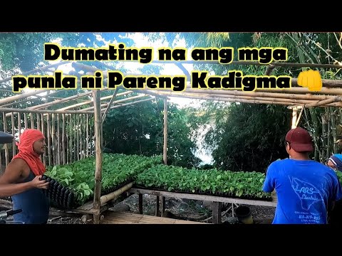 MAY PUNLA NA | MAY MAITA'TANIM NA KAMI NI TATAY SID SA LUPANG INARKILA ...