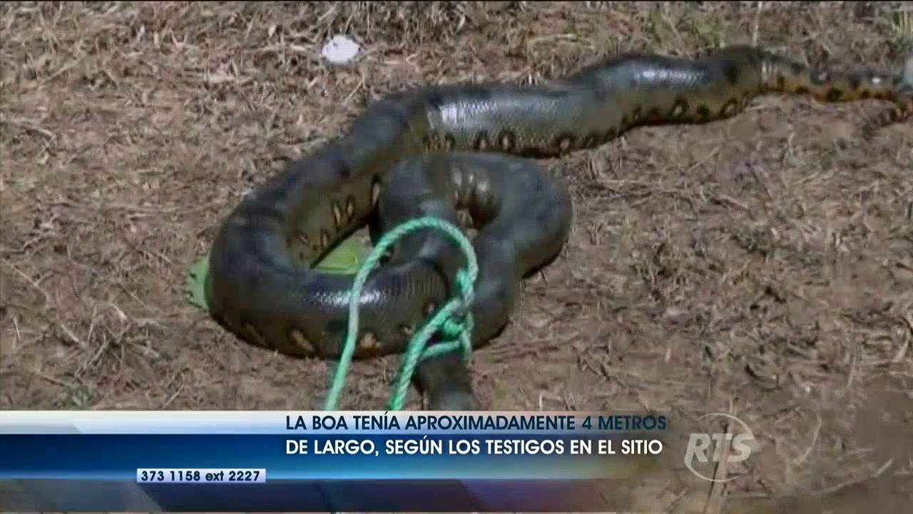 Una boa intentó devorar a un niño en la Joya de los Sachas - YouTube