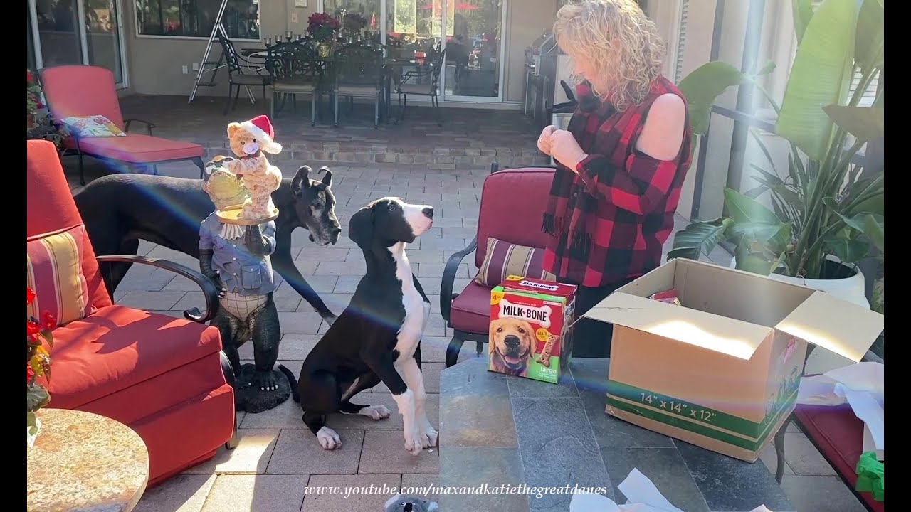 Great Dane And Puppy Have Great Fun Opening First Gift Box - YouTube