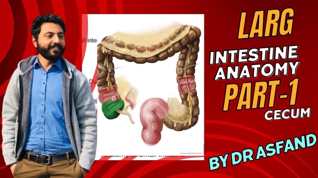 LARGE INTESTINE / Anatomy of CECUM - YouTube