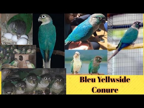 Blue Conure Complete Information Bird || Blue Cheek Bleu Yellowsided ...