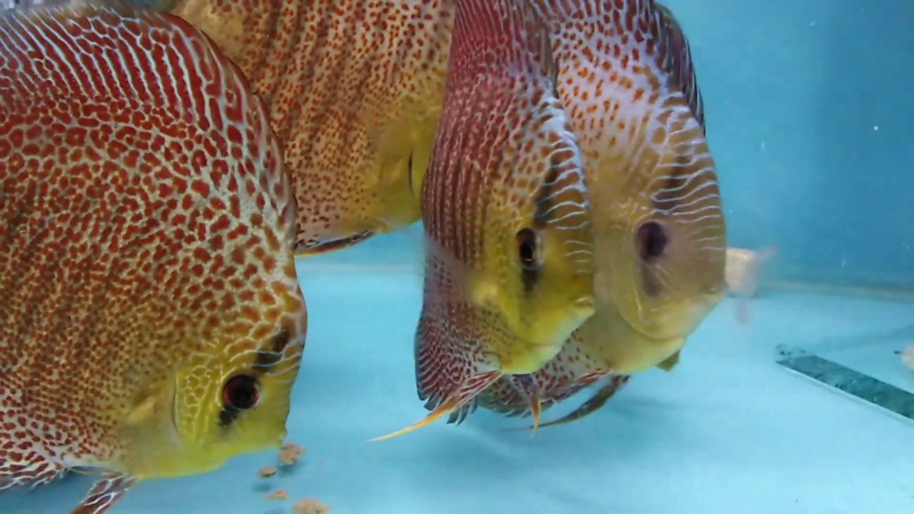 Super Eruption & Ring Leopard Discus @ Cichlid Park-Sri Lanka (DISCUS ...
