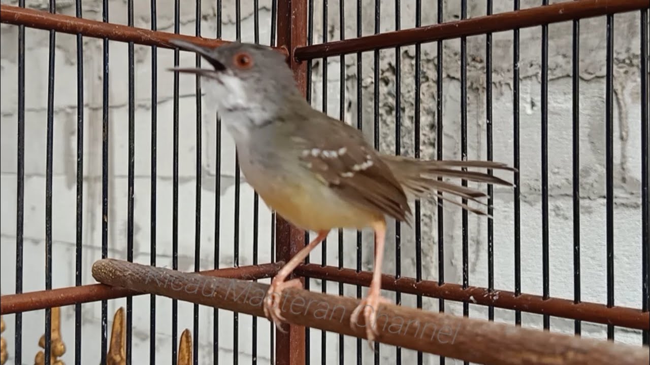 ciblek semi gacor, ciblek lain langsung emosi dengar ciblek semi gacor ...