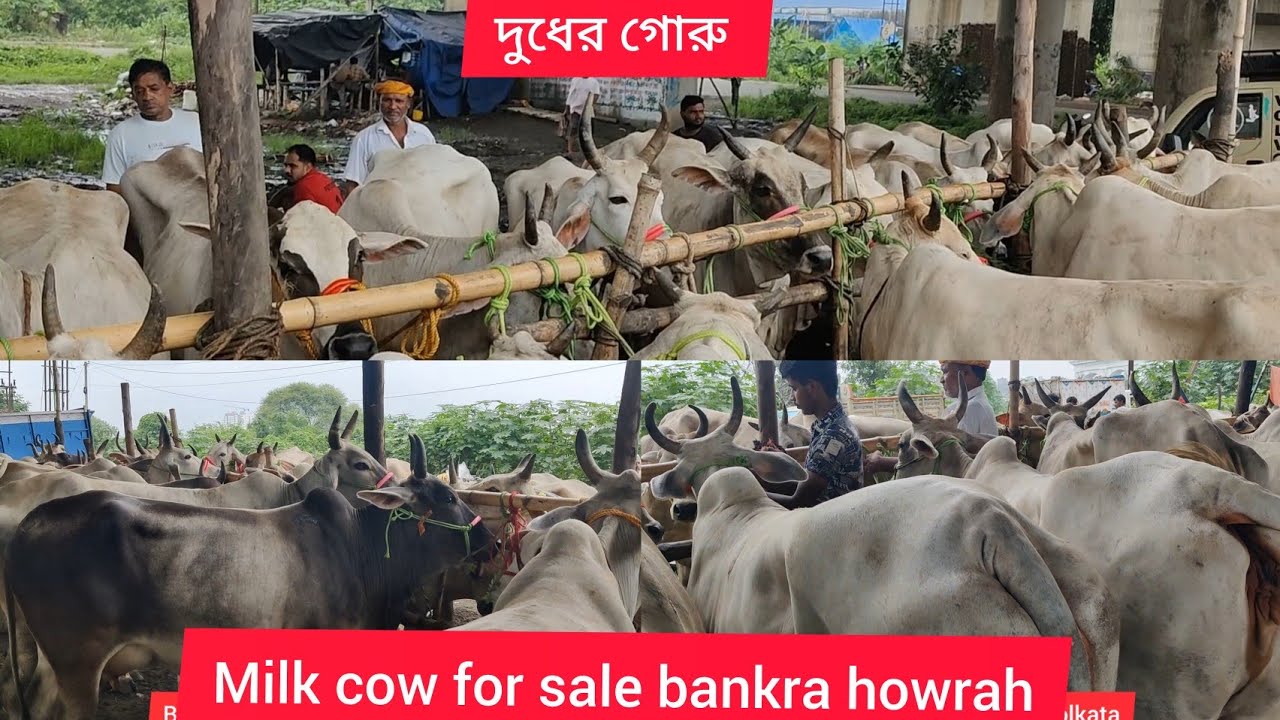 August 25, 2024 ️85818 05594 ️Milk cow for sale bankra howrah 😃দুধের ...